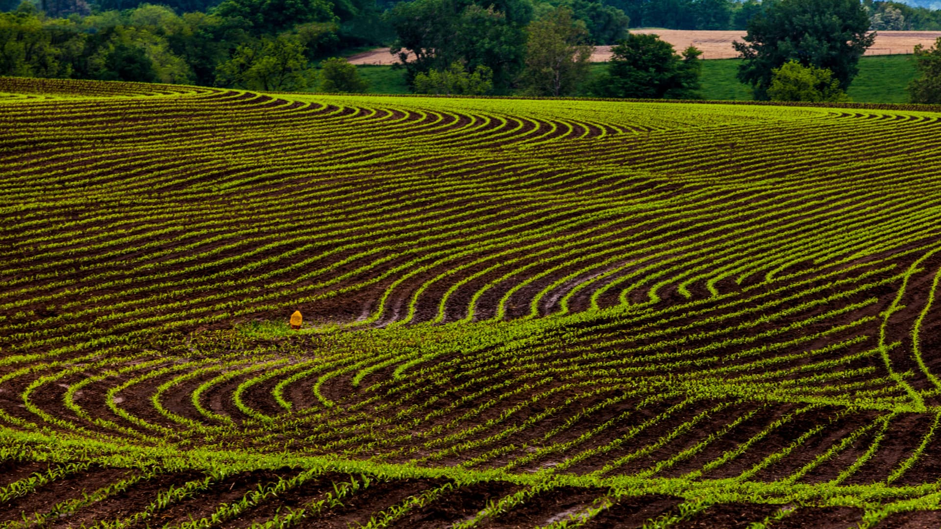 Carbon Fixation | Ginkgo for Agriculture
