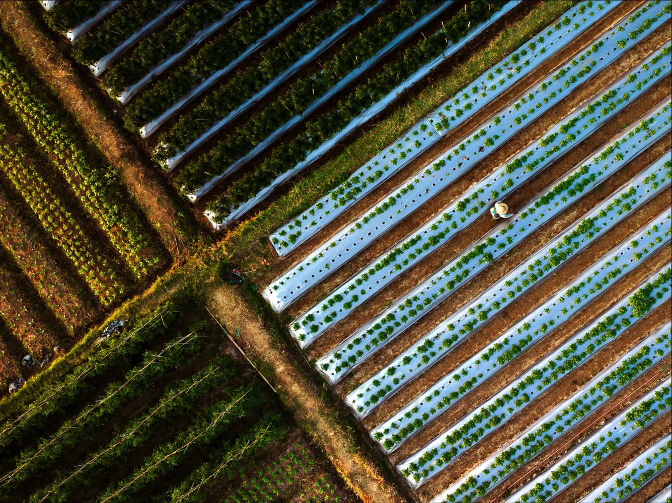 Nutrient Use Efficiency Solutions | Ginkgo for Agriculture