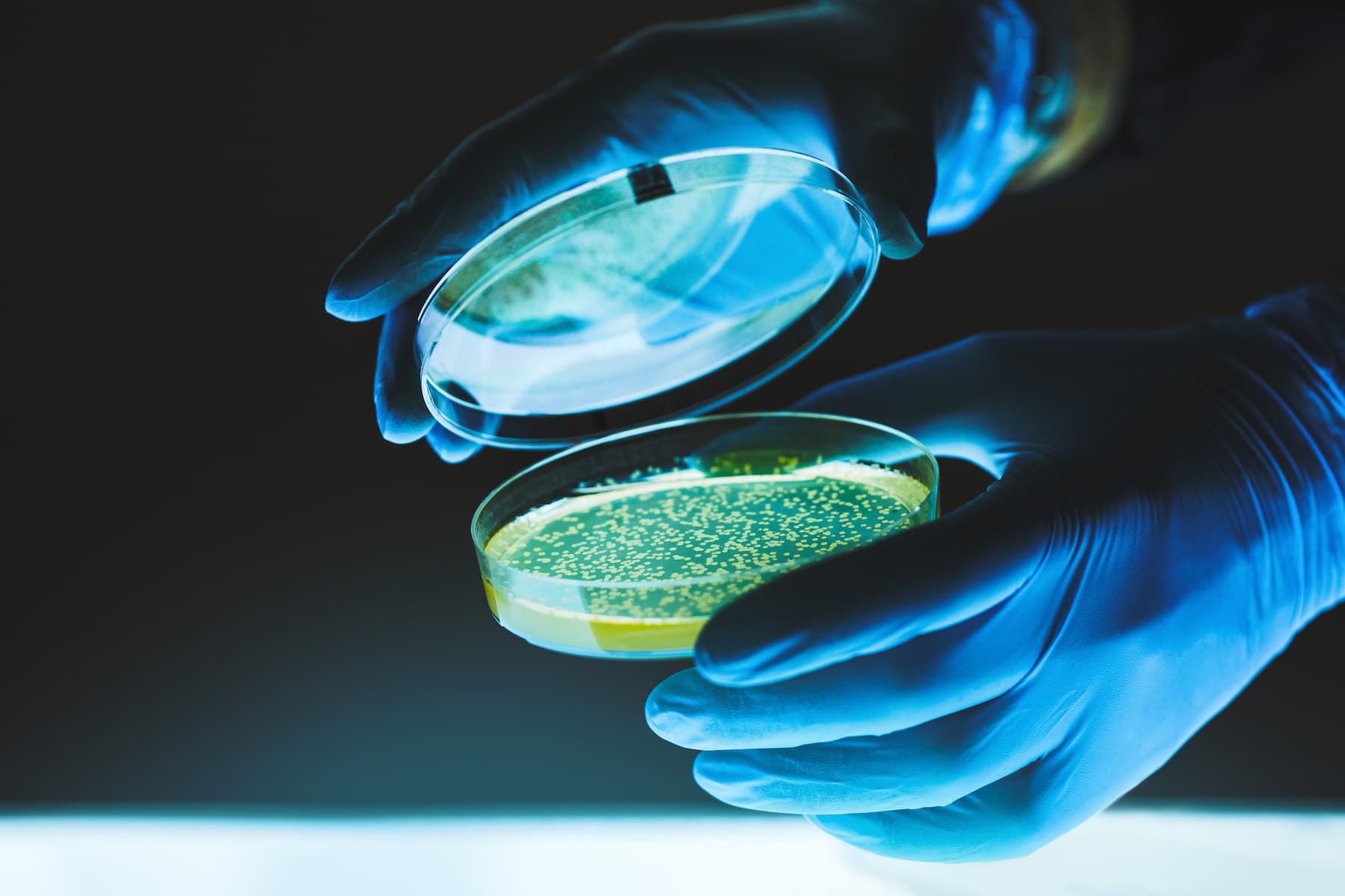 Abiotic Stress Tolerance | Ginkgo for Agriculture